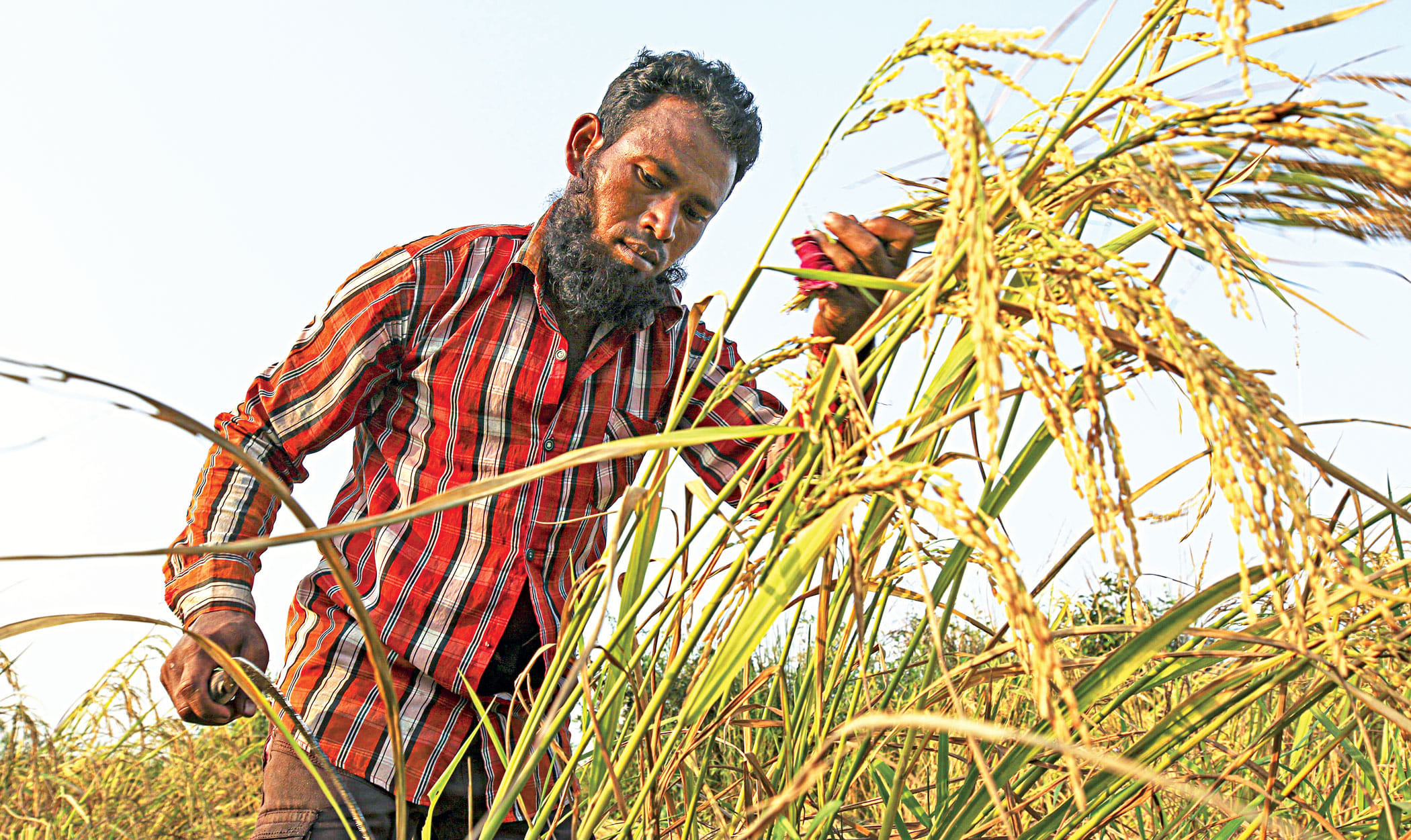 Today's Gallery (2020.11.18) | The Daily Star