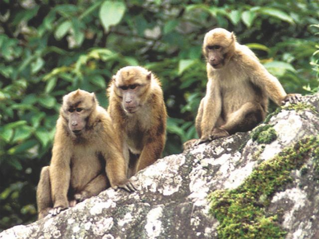 Monkey defies paralysis | The Daily Star