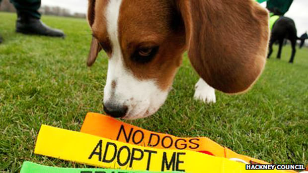 Traffic light leads for no-home dogs | The Daily Star