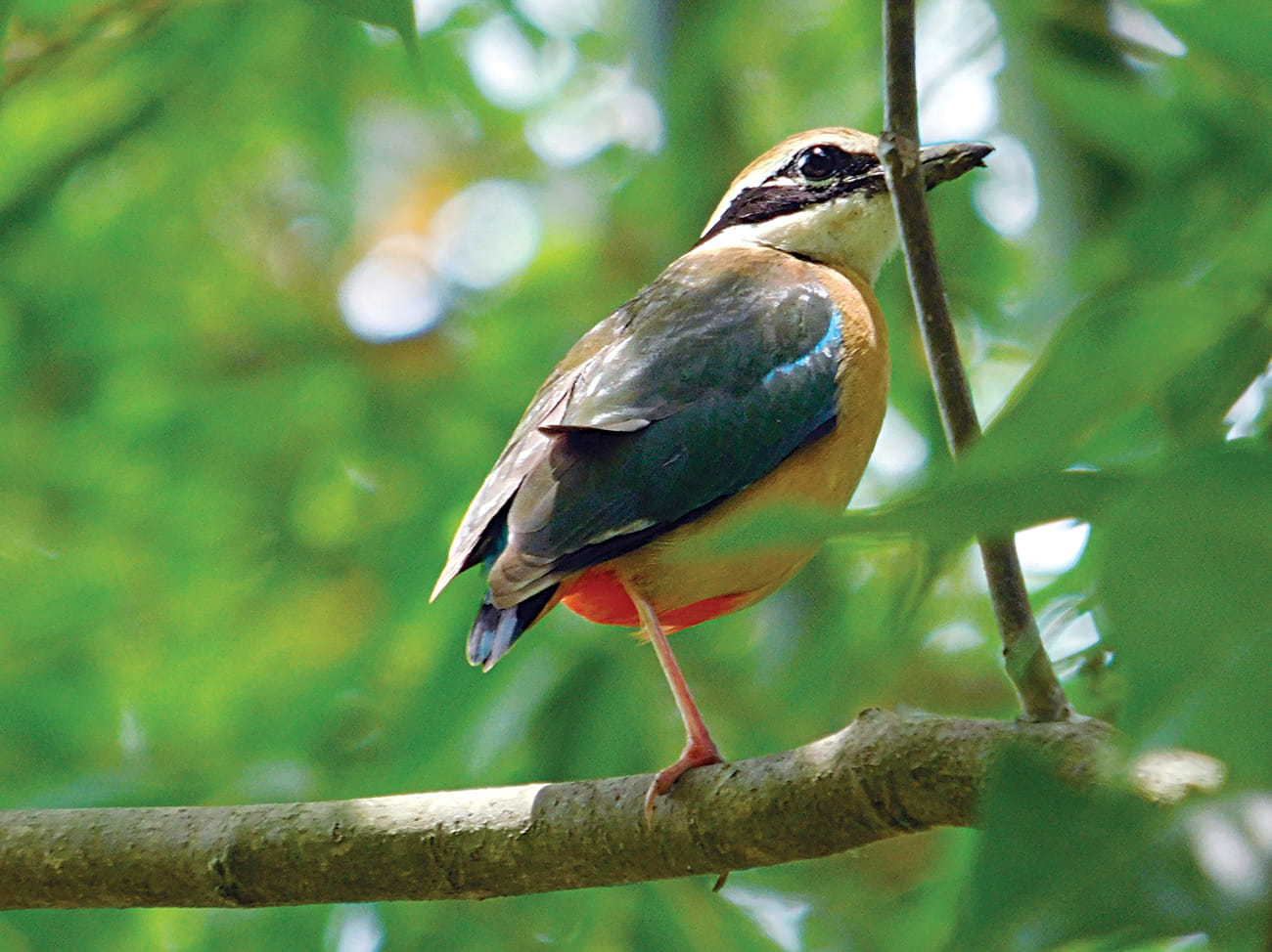 Today's Gallery (2019.07.26) | The Daily Star