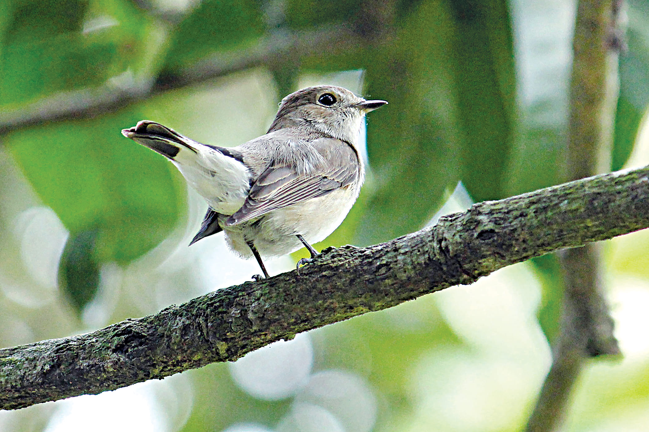 Today's Gallery (2019.10.18) | The Daily Star