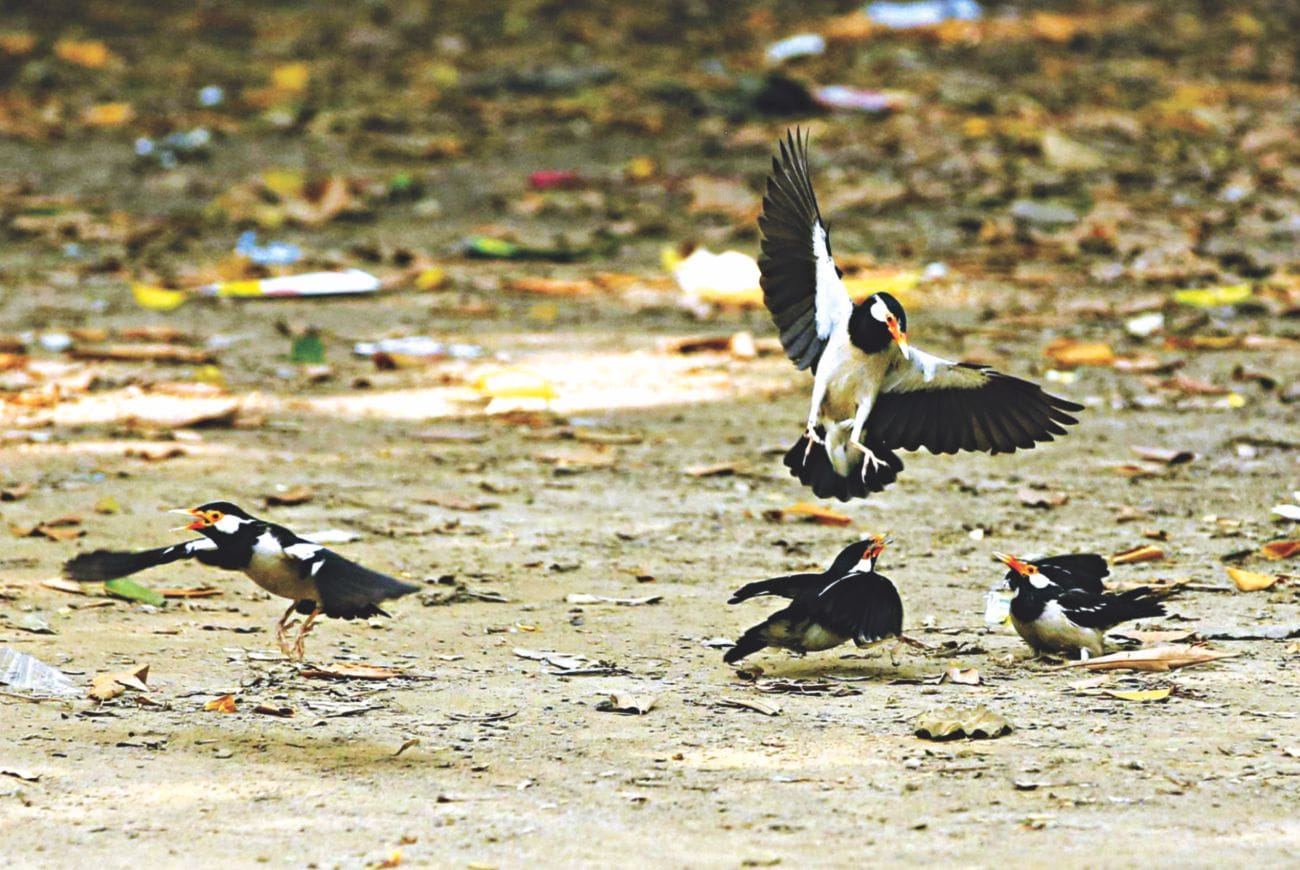 Today's Gallery (2017.05.25) | The Daily Star