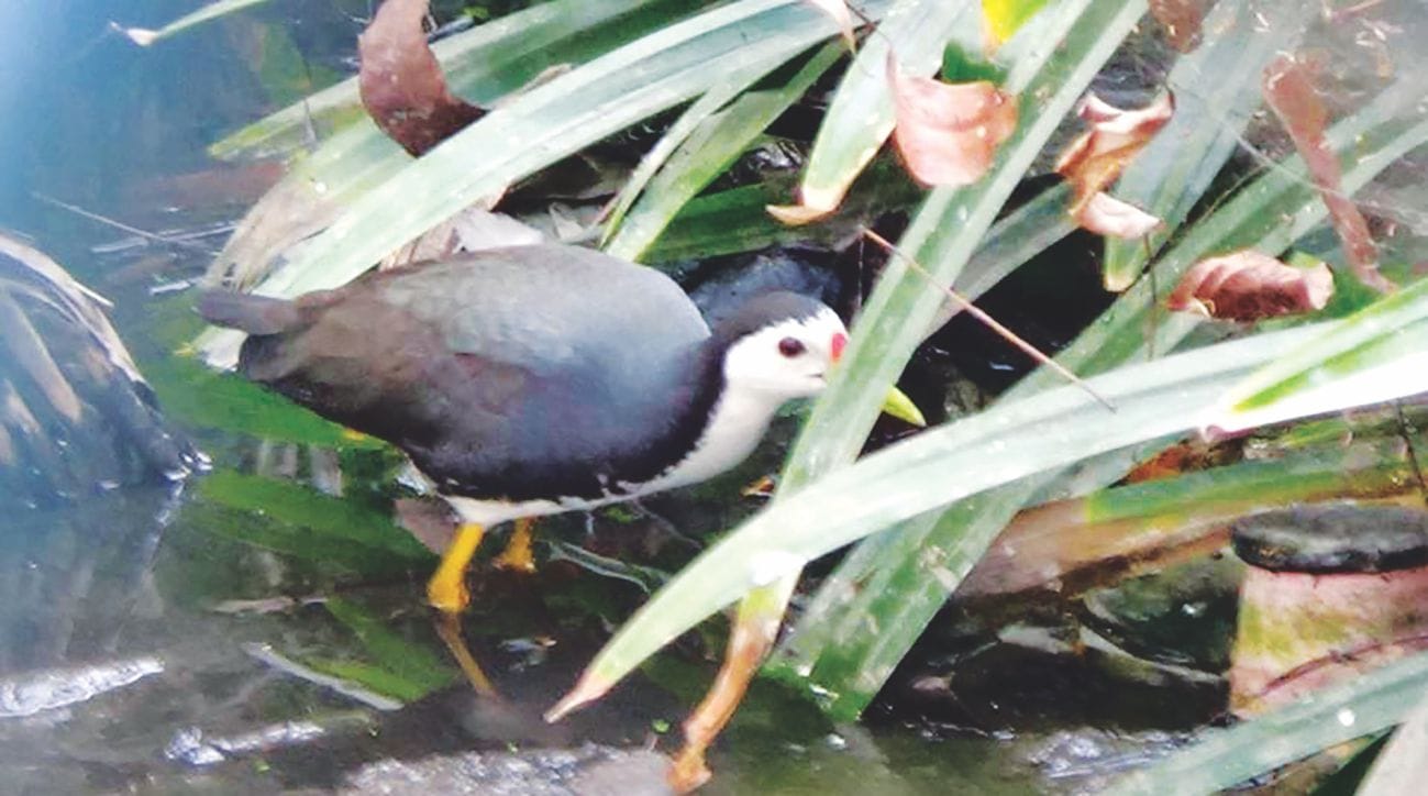 Today's Gallery (2019.02.22) | The Daily Star