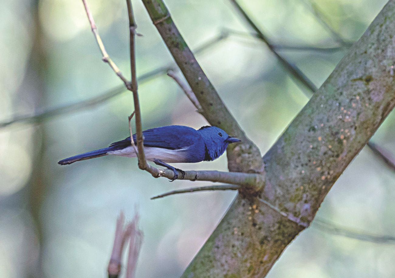 Today's Gallery (2019.03.08) | The Daily Star