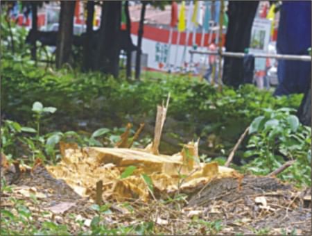 "Enemies of trees are enemies of nature, enemies of mankind.” | The ...