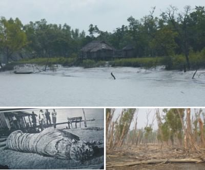 Climate change impact on biodiversity of the Sundarbans | The Daily Star