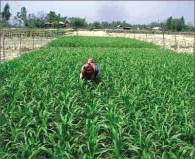 Grass cultivation can be a moneyspinner | The Daily Star