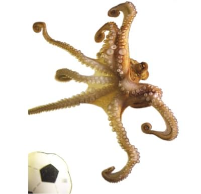 Oracle octopus Paul dead | The Daily Star