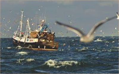 Unnatural selection: Fish growing up fast | The Daily Star