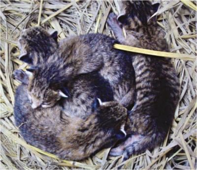 Fishing cat cubs return to their mother safely | The Daily Star