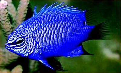 Earth's ecological haven | The Daily Star