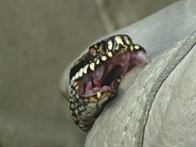 What is Zootoxin? | The Daily Star