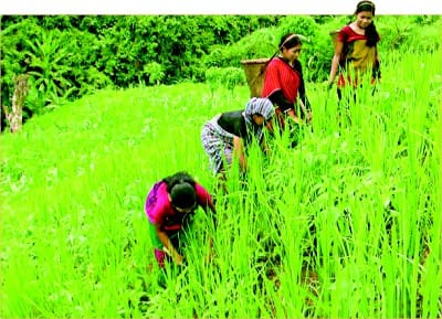 Jhum cultivators | The Daily Star