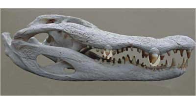 Power-packed jaws of Australian saltwater croc | The Daily Star