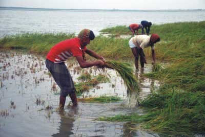 Drought-and-flood- tolerant rice | The Daily Star