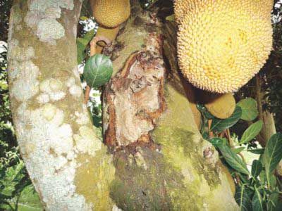 Growers worried as disease attacks jackfruit trees | The Daily Star
