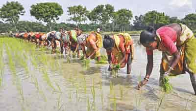 Planting rice | The Daily Star