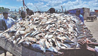 Jatka fishing continues | The Daily Star