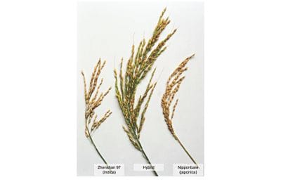 Why is hybrid rice sterile? | The Daily Star