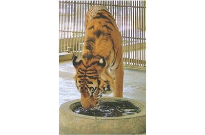 Lone Bengal Tiger at Ctg zoo dies | The Daily Star