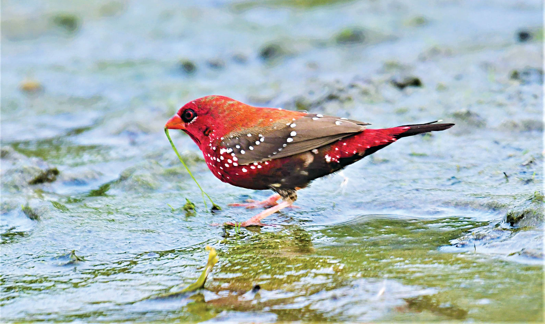 Today's Gallery (2021.11.05) | The Daily Star