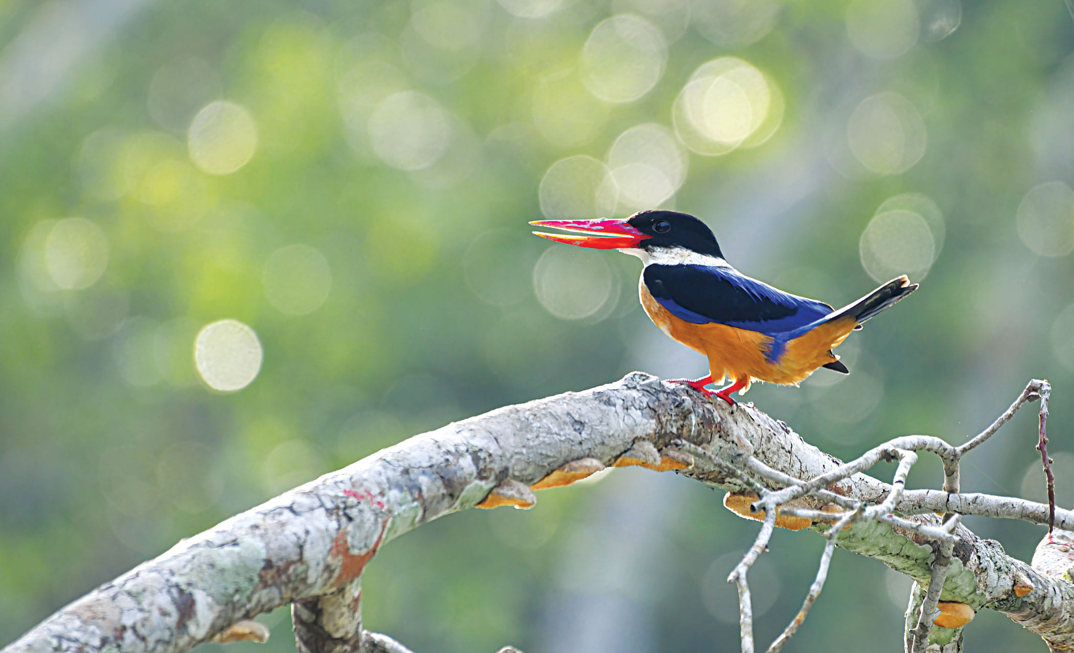 Today's Gallery (2021.12.03) | The Daily Star