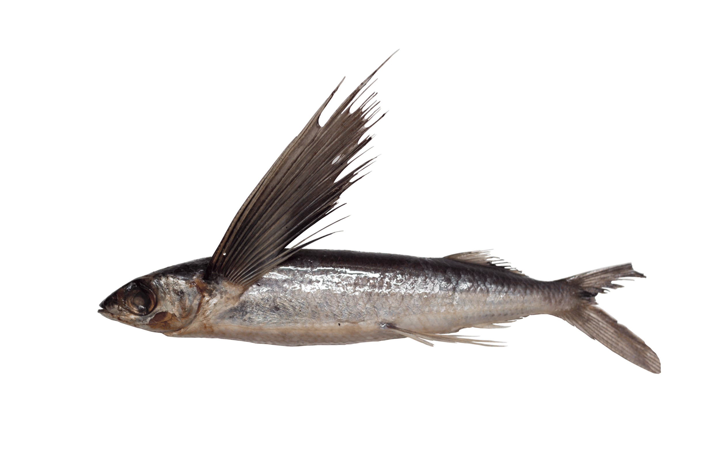 Uncovering mysteries of sea | The Daily Star