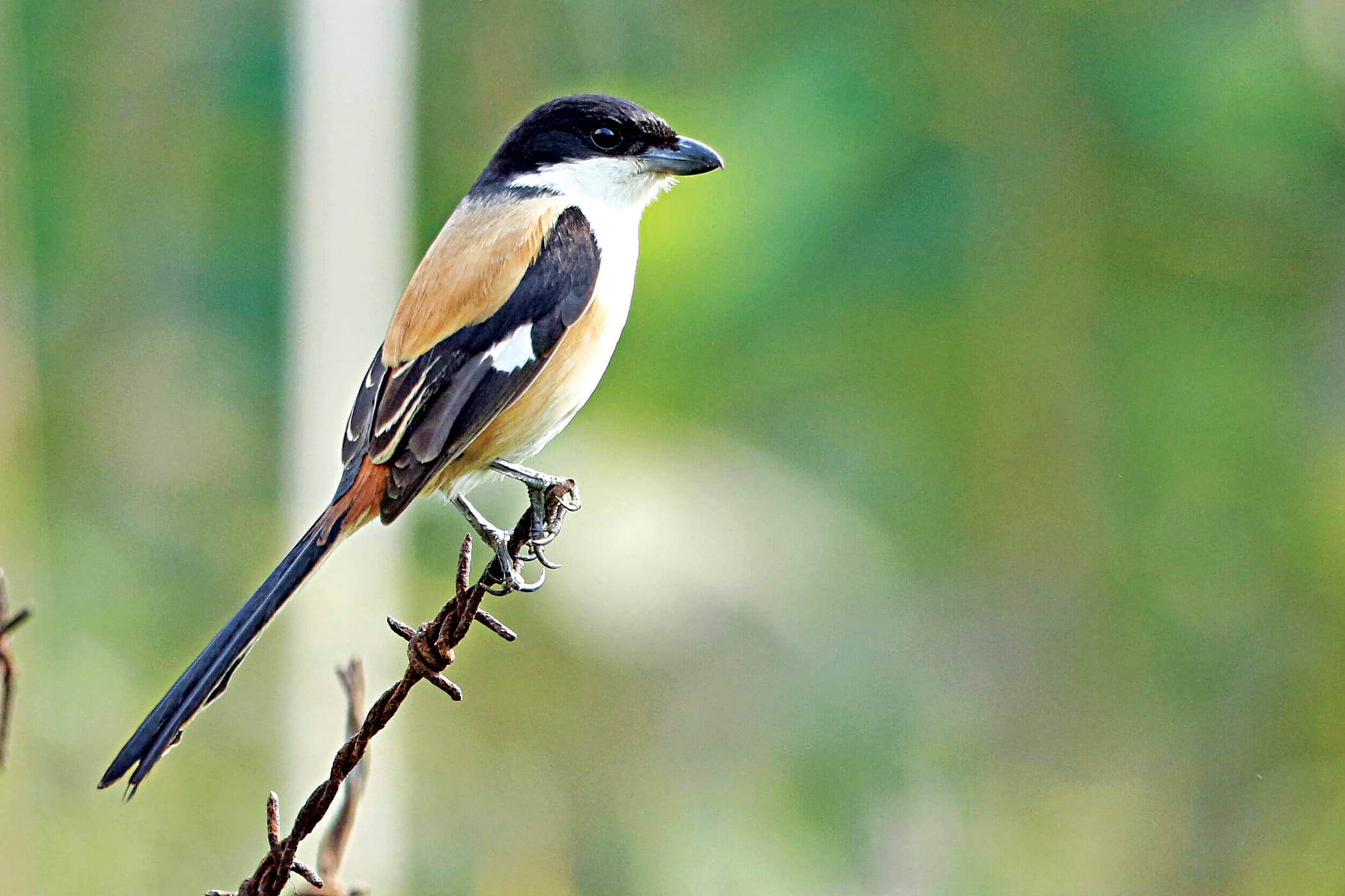 Today's Gallery (2022.03.04) | The Daily Star