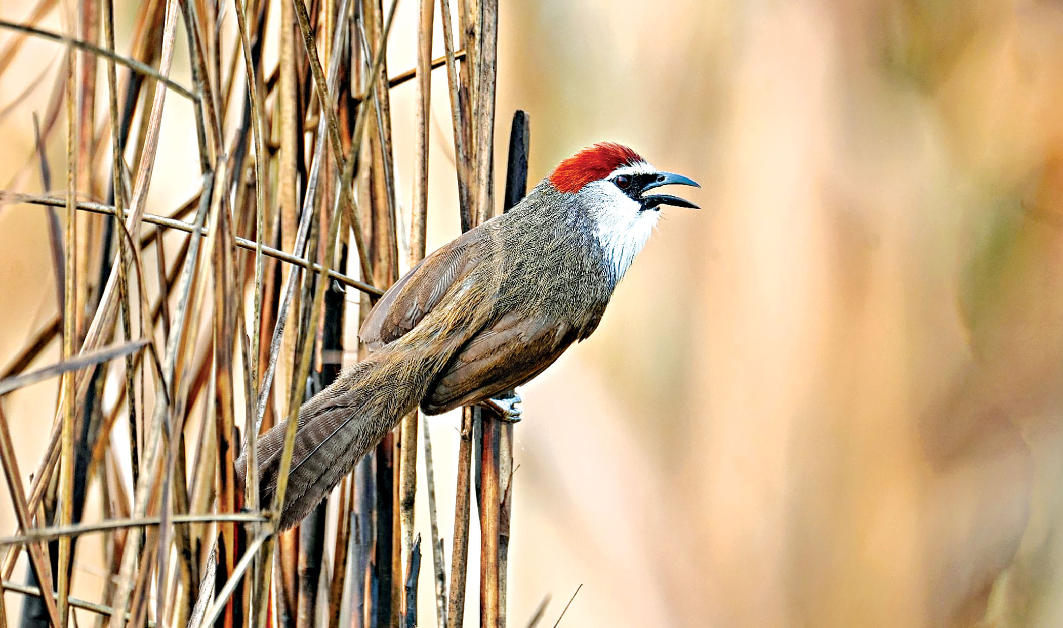 Today's Gallery (2024.05.31) | The Daily Star