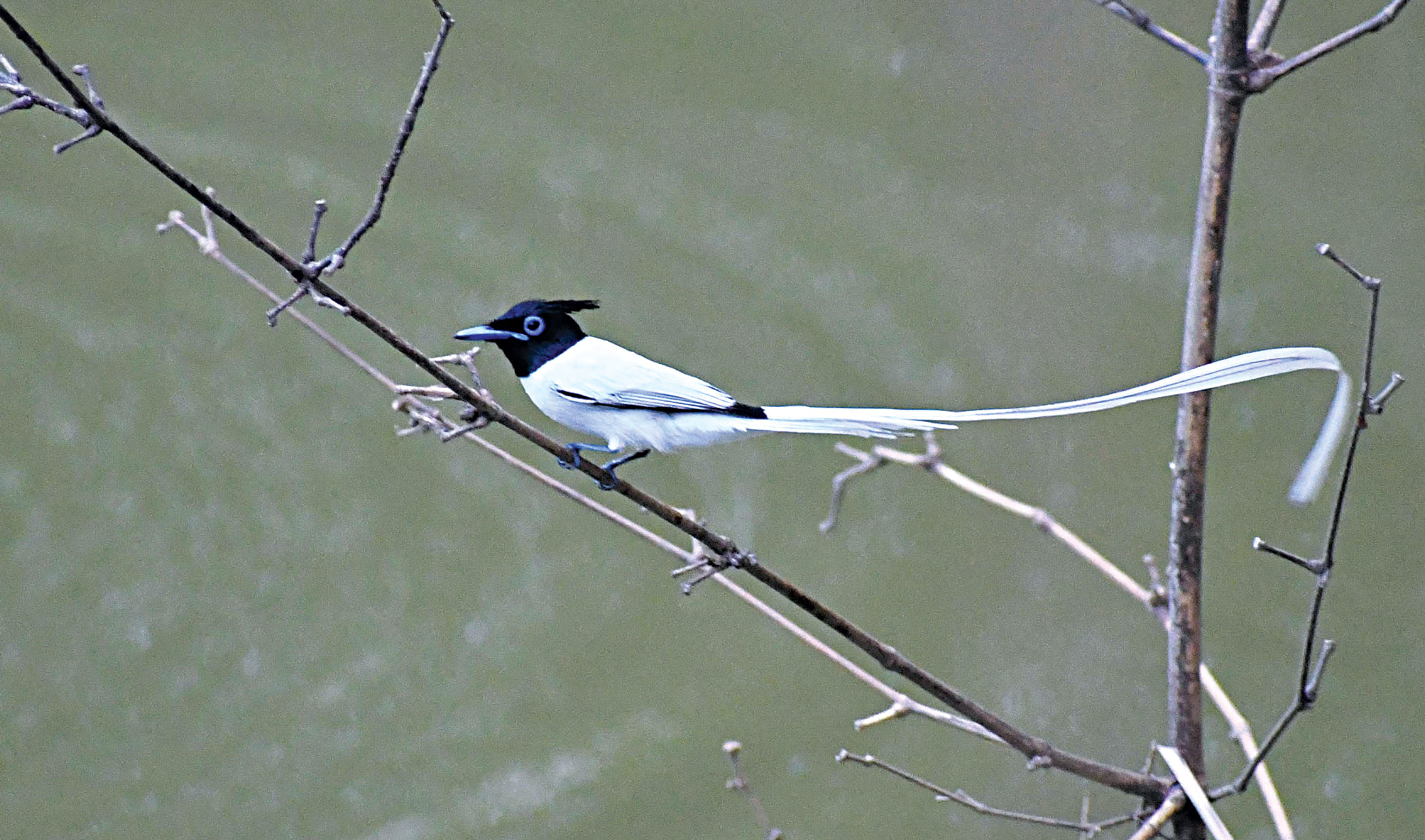 Today's Gallery (2020.05.01) | The Daily Star