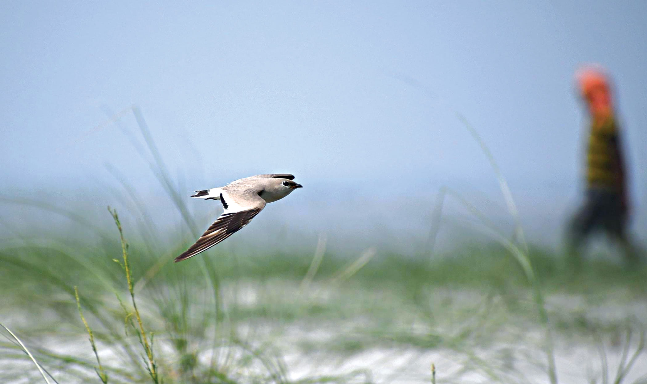 Today's Gallery (2020.05.29) | The Daily Star