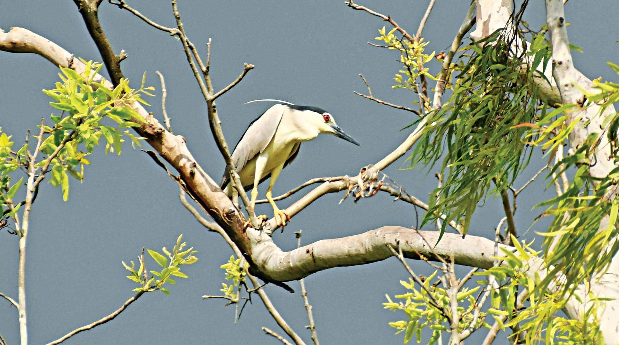 Today's Gallery (2020.09.10) | The Daily Star