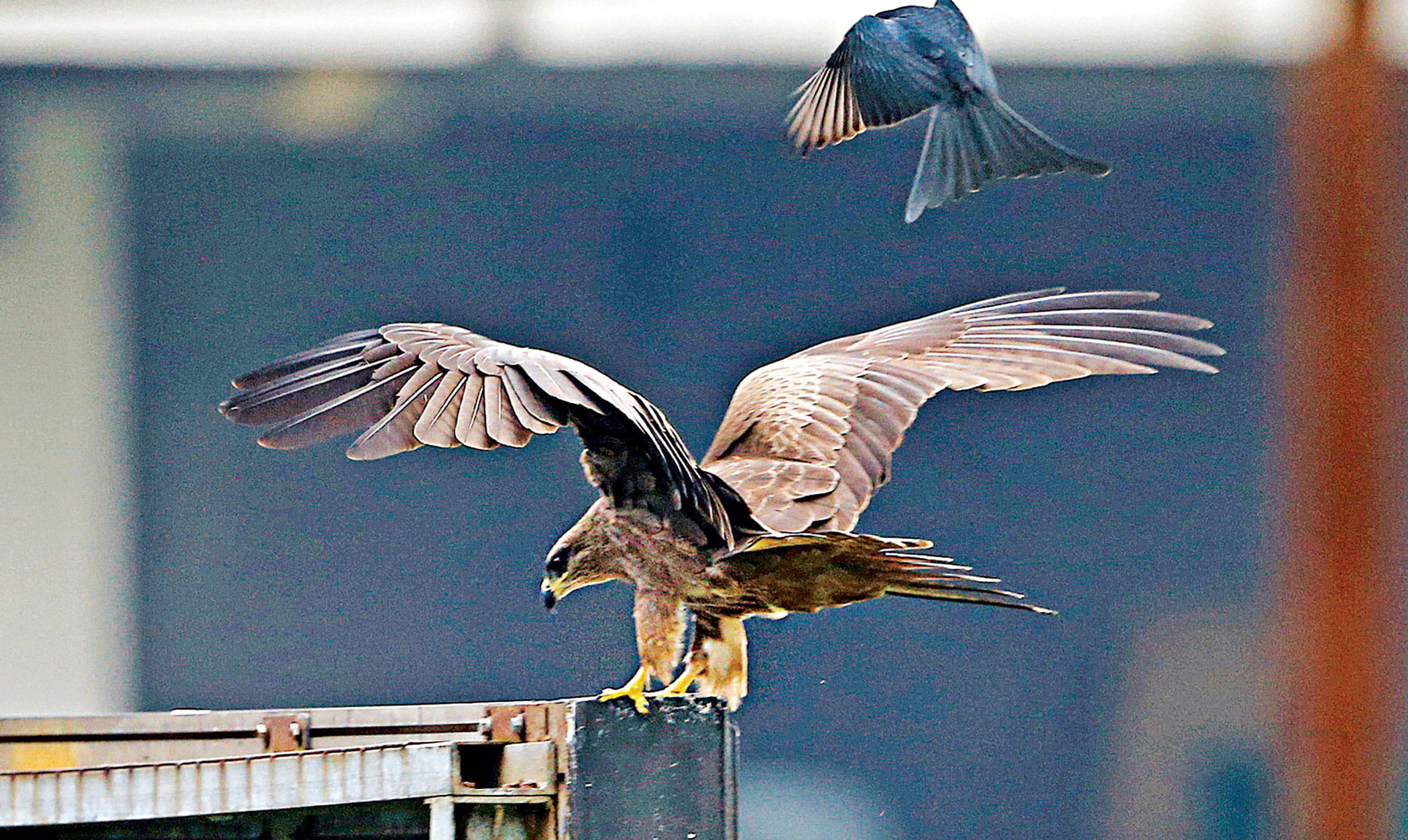 Today's Gallery (2020.10.16) | The Daily Star