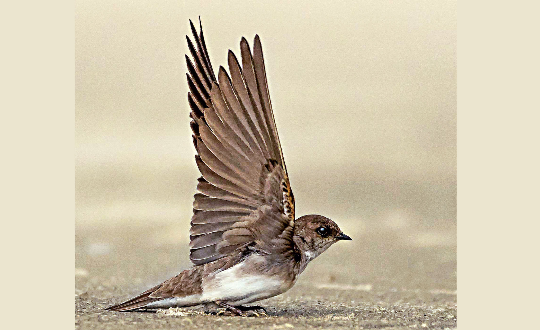 Today's Gallery (2020.11.13) | The Daily Star