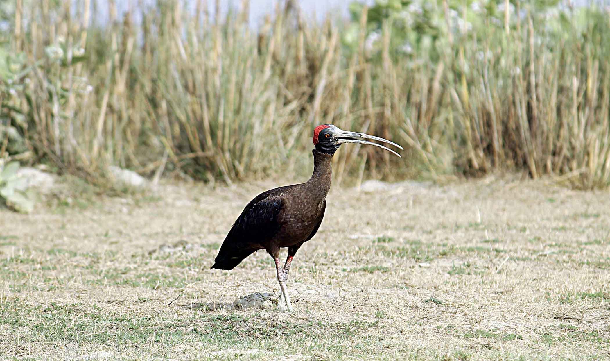 Today's Gallery (2021.04.02) | The Daily Star