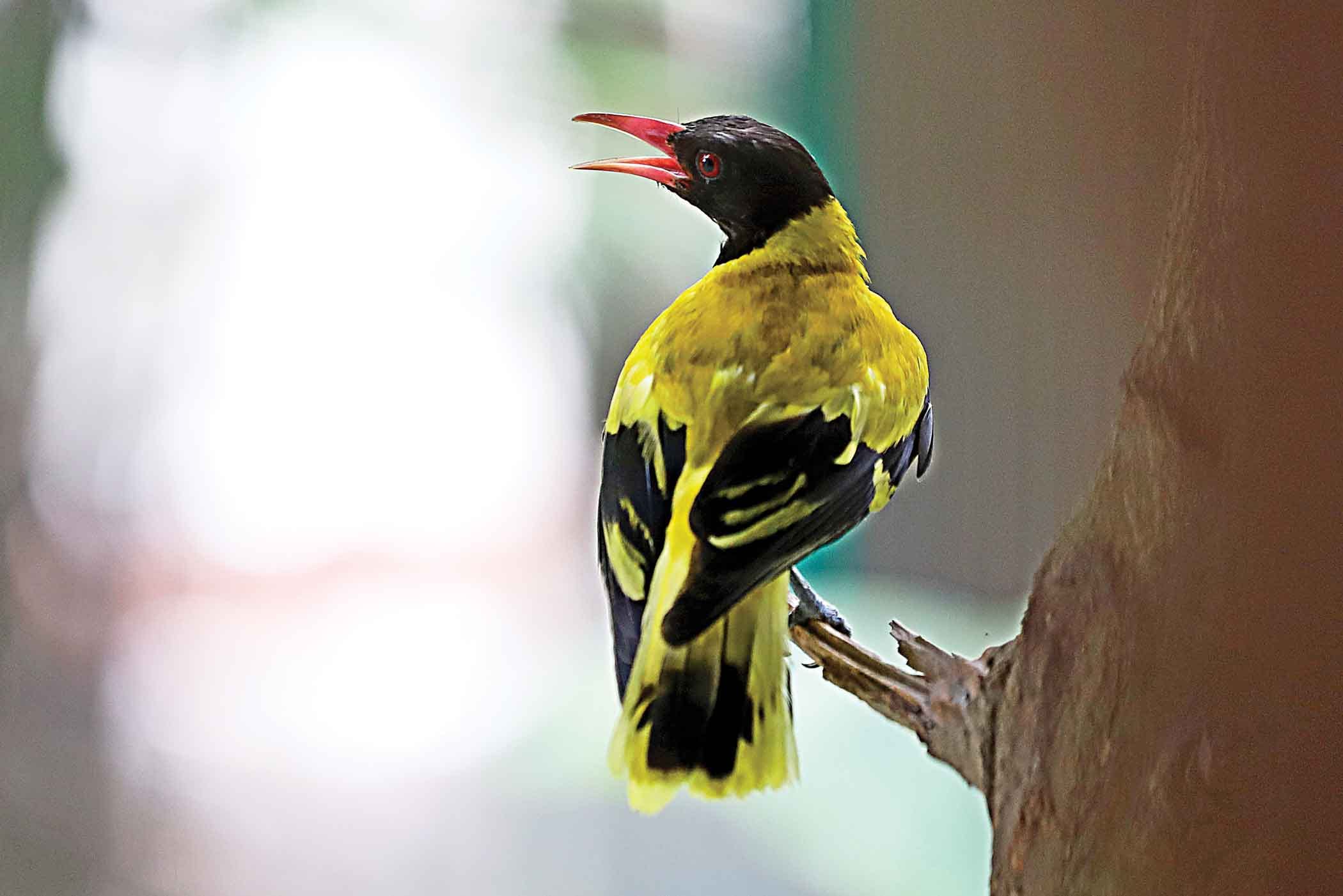 Today's Gallery (2021.05.21) | The Daily Star