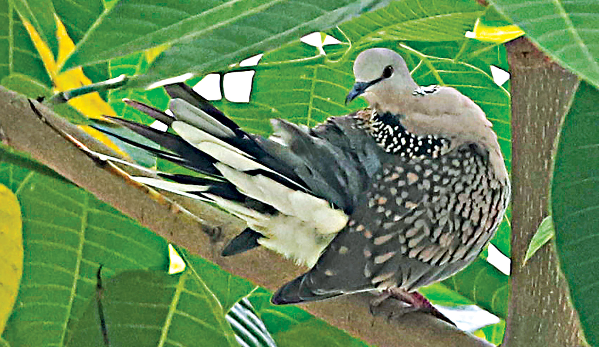 Today's Gallery (2020.07.17) | The Daily Star