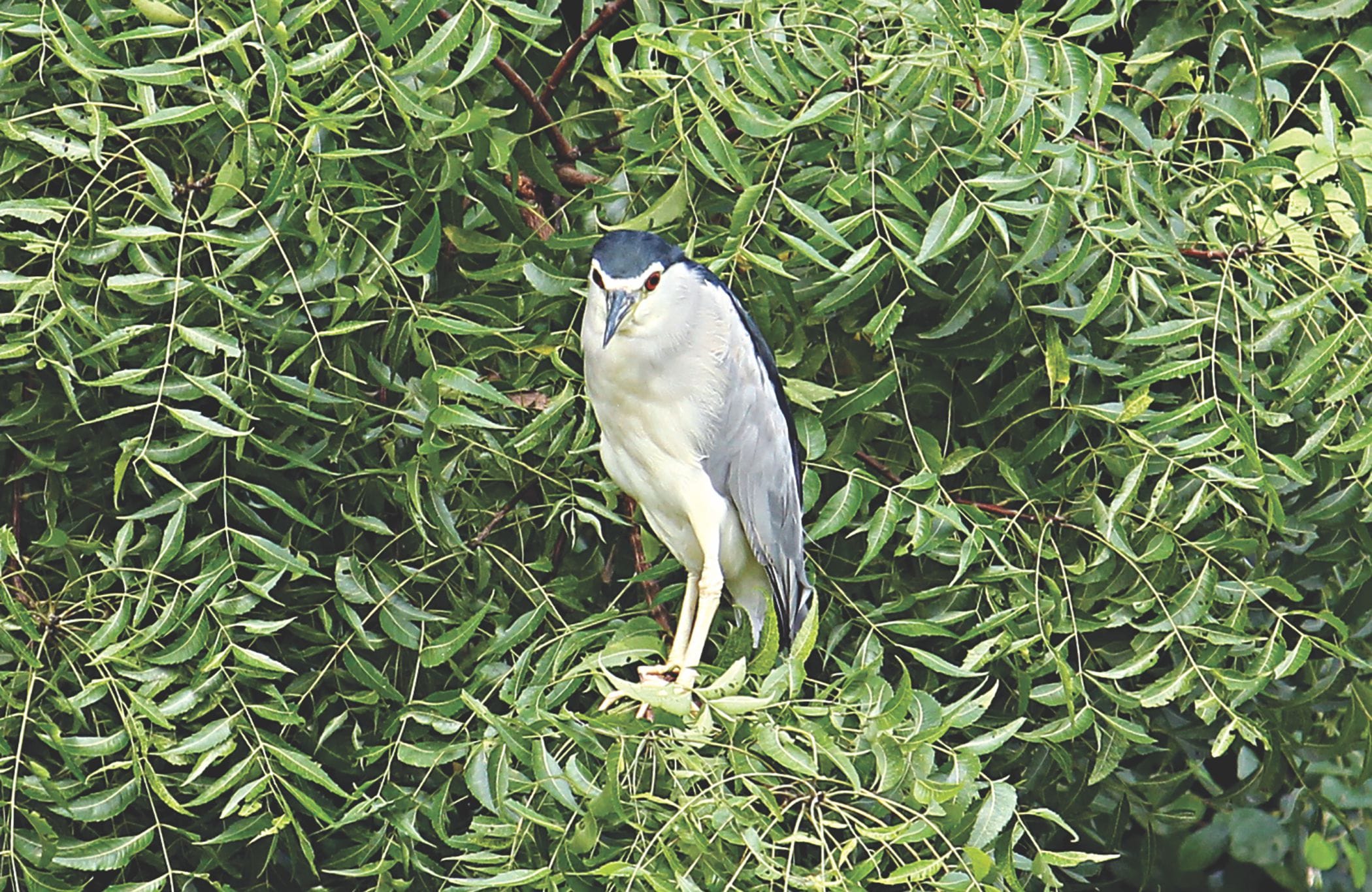 Today's Gallery (2019.11.08) | The Daily Star