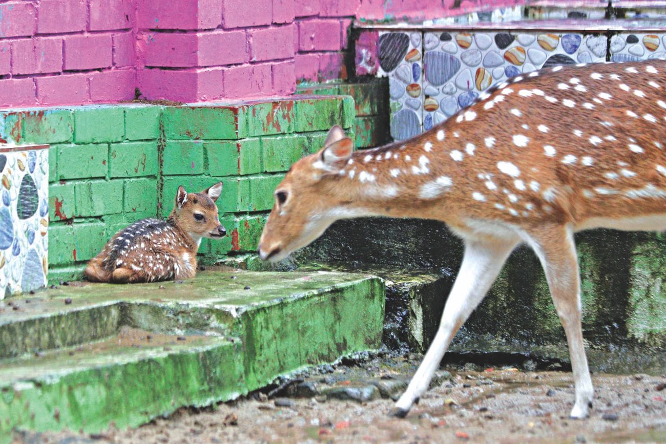 New member at the Chittagong Zoo | The Daily Star