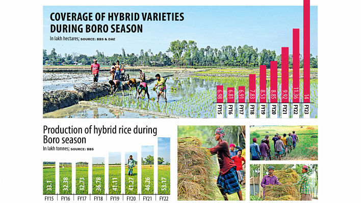 Hybrid Rice Cultivation The Daily Star