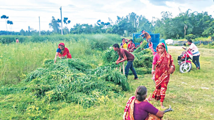 indigo production | The Daily Star