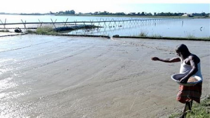 boro rice cultivation in bangladesh | The Daily Star
