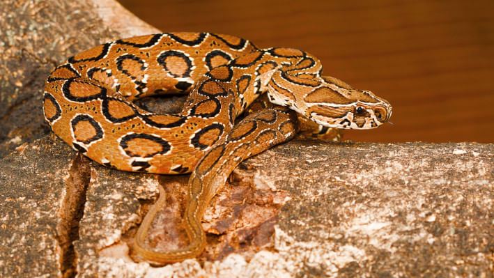 Antivenoms of Russell’s viper | The Daily Star