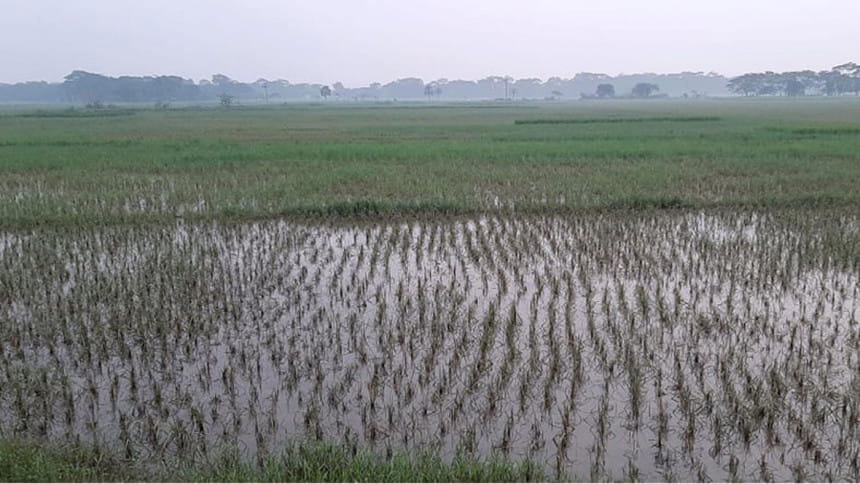 Aman fields ruined by pest attacks, water logging | The Daily Star