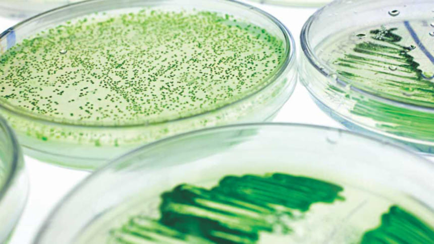 The green gold of Bangladesh: Microalgae Biomass | The Daily Star