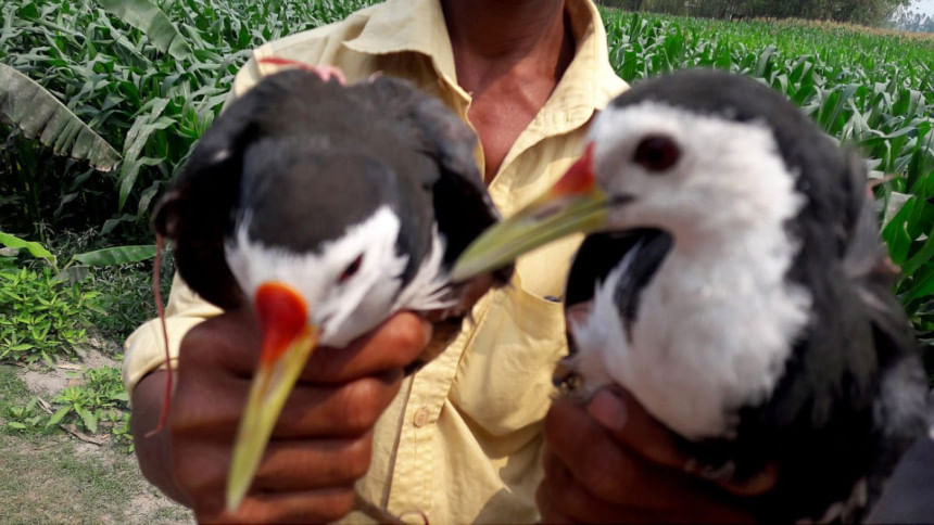 Bird poaching rampant in Lalmonirhat | The Daily Star