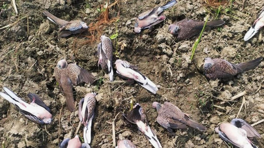 Birds die after feeding on crop field with excessive pesticide | The ...