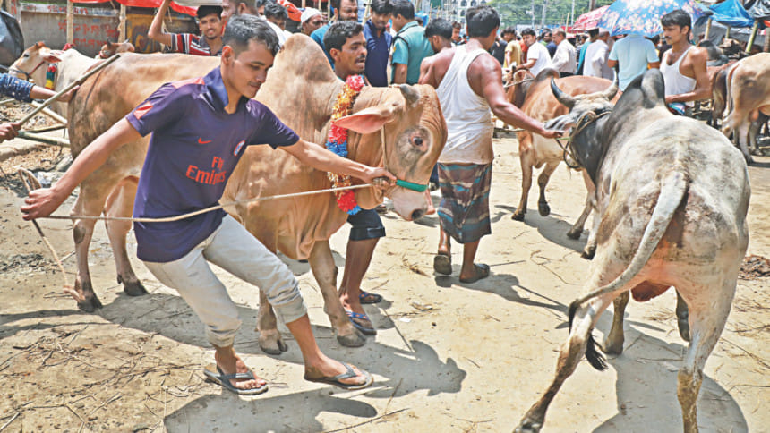 Capital’s cattle markets still gaining momentum | The Daily Star