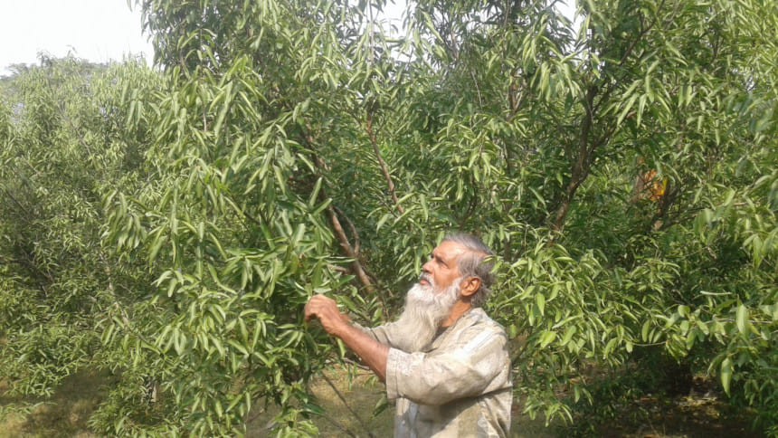 Cassia-leaf farming gaining popularity | The Daily Star