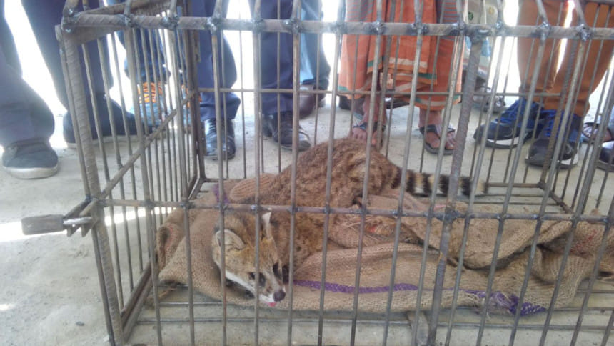 Civet recovered | The Daily Star